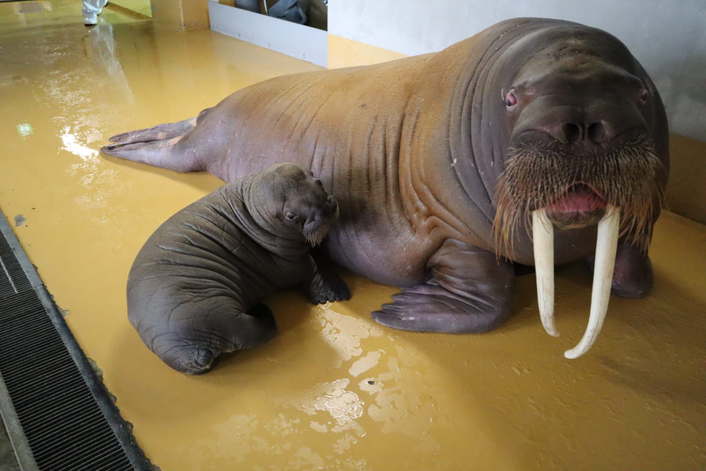 「セイウチの赤ちゃん誕生」のお知らせ｜大分マリーンパレス水族館「うみたまご」公式サイト | 大分観光