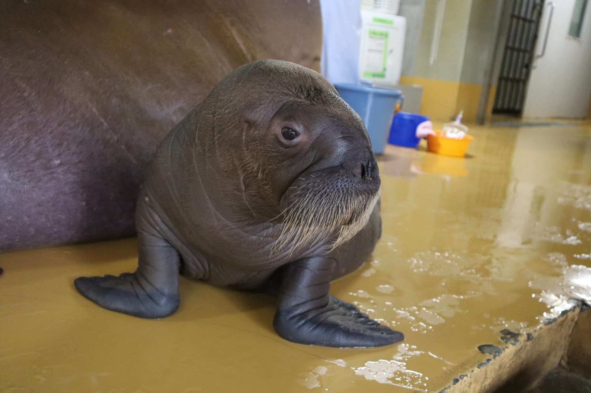 「セイウチの赤ちゃん誕生」のお知らせ｜大分マリーンパレス水族館「うみたまご」公式サイト | 大分観光